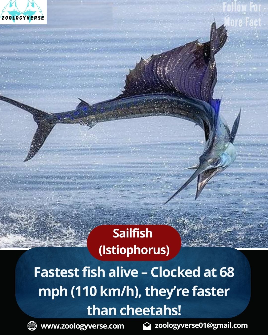 Sailfish The Fastest Fish in the Ocean 🏎️🐟 | Zoologyverse