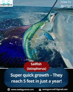 Sailfish The Fastest Fish in the Ocean | Zoologyverse