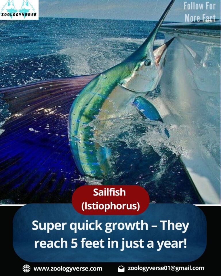 Sailfish The Fastest Fish in the Ocean | Zoologyverse