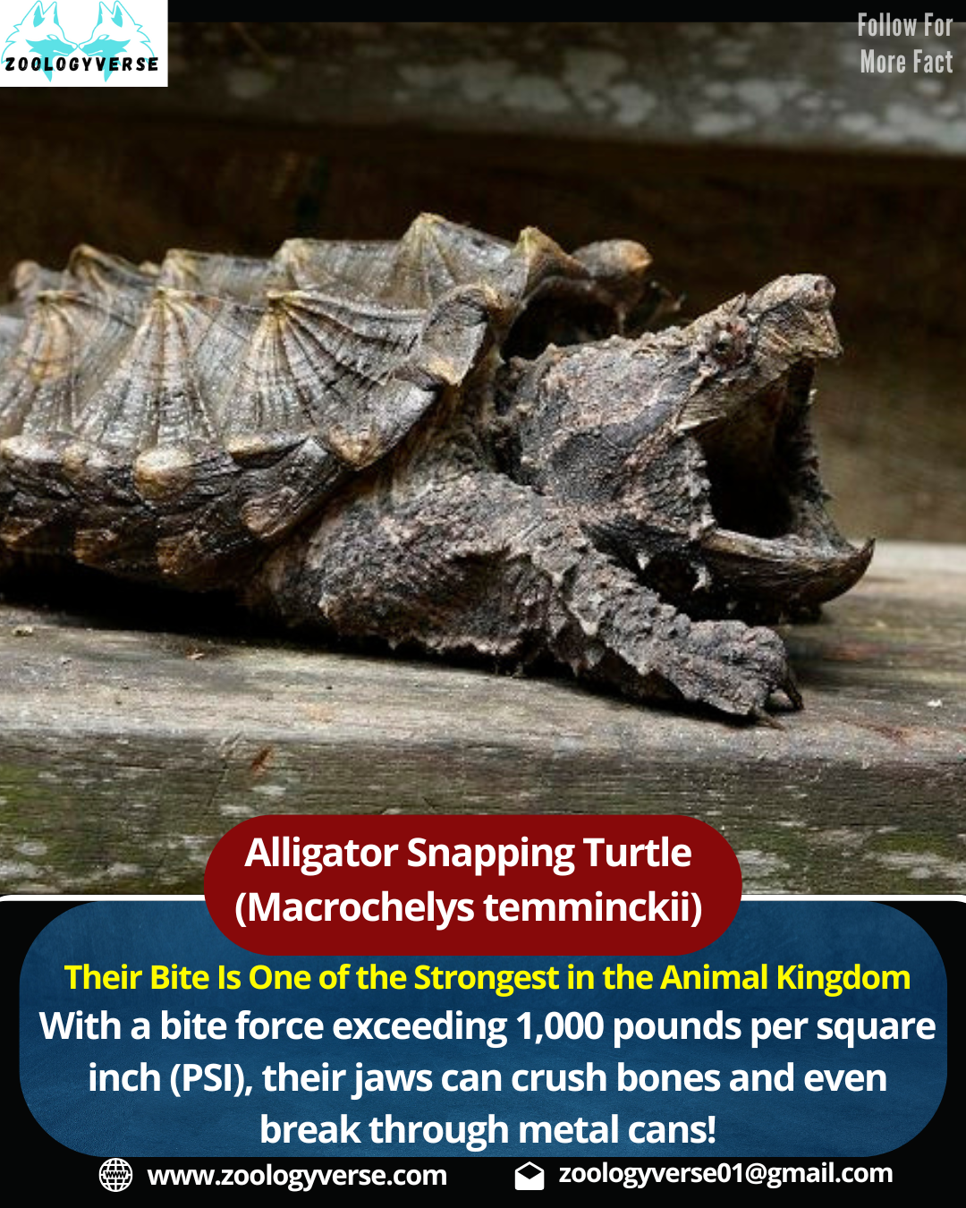 Alligator Snapping Turtle (Macrochelys temminckii) | Zoologyverse | 2025