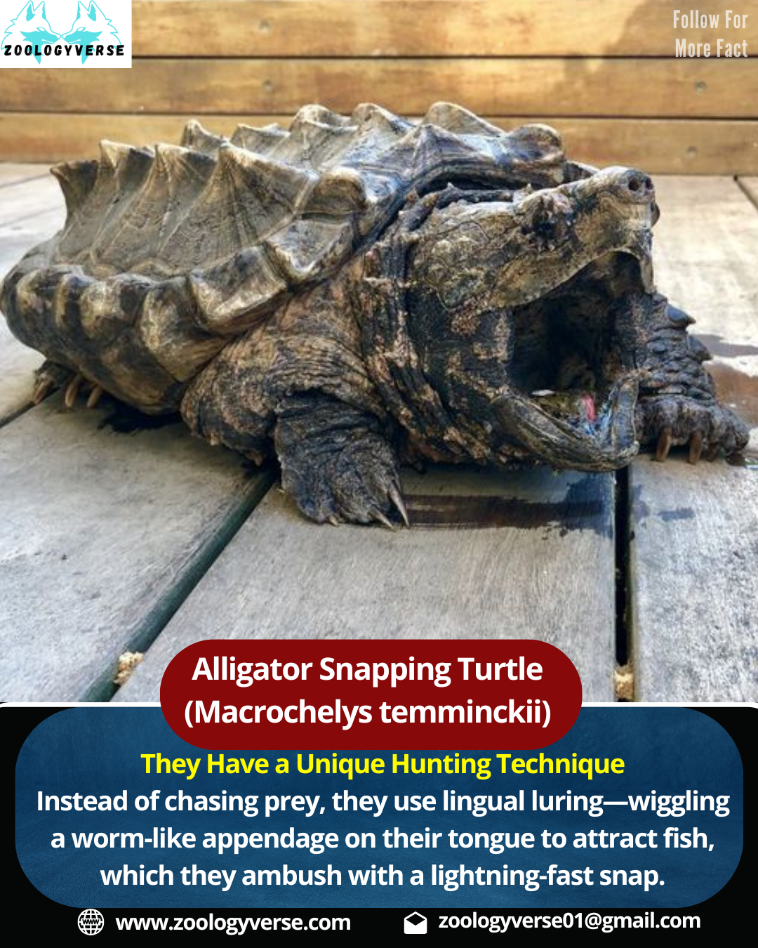 Alligator Snapping Turtle (Macrochelys temminckii) | Zoologyverse