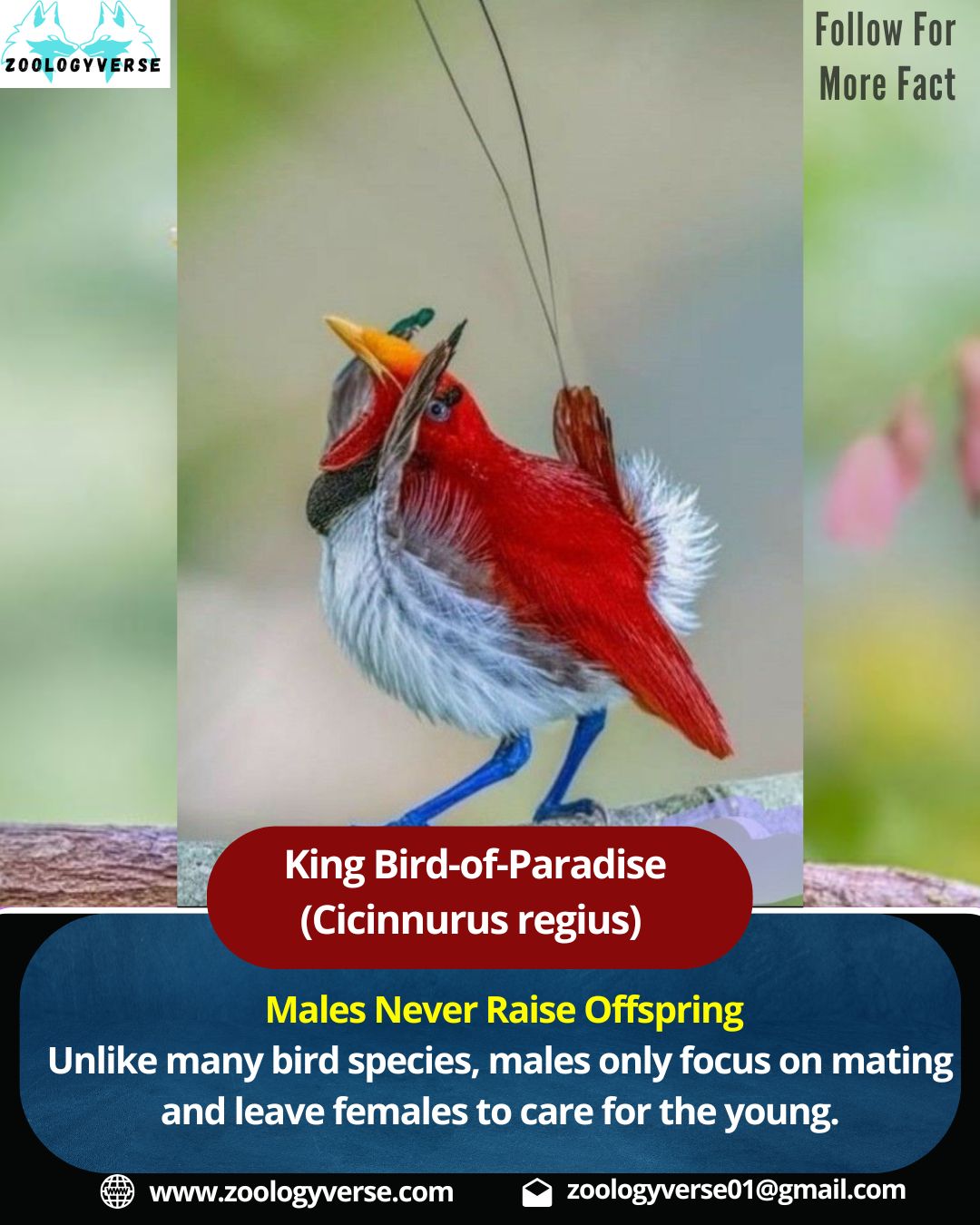 King Bird-of-Paradise (Cicinnurus regius) | Zoologyverse