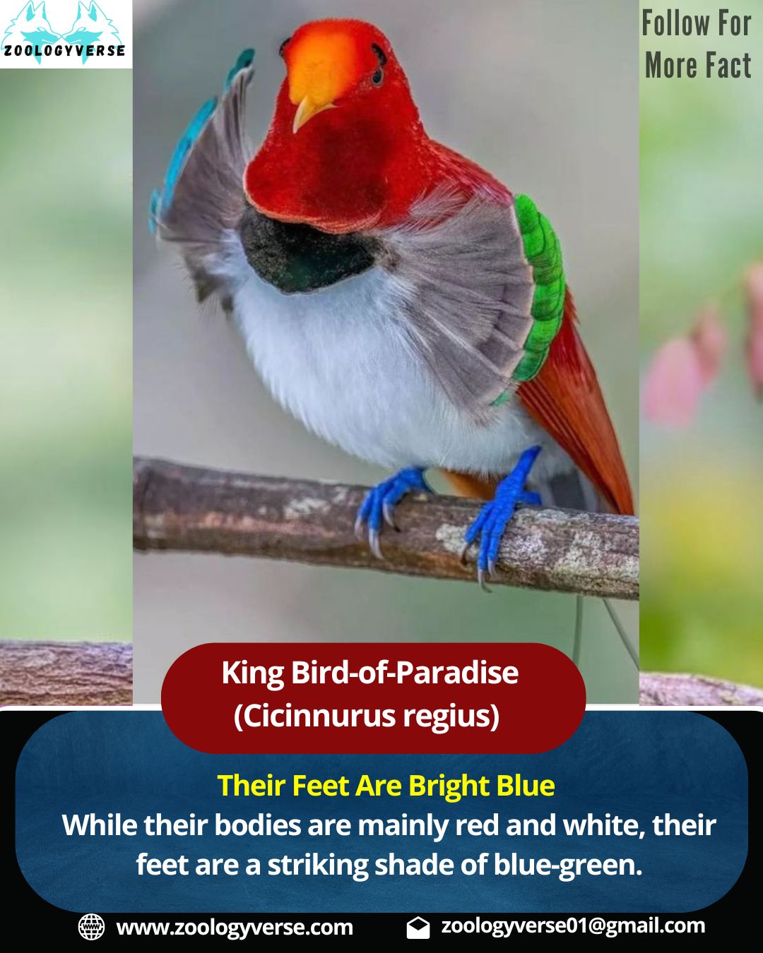 King Bird-of-Paradise (Cicinnurus regius) | Zoologyverse