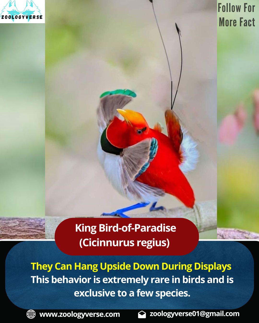 King Bird-of-Paradise (Cicinnurus regius) | Zoologyverse