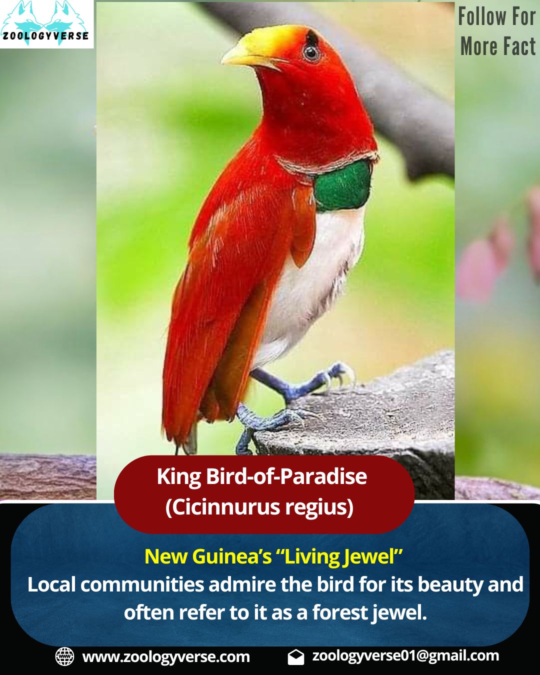 King Bird-of-Paradise (Cicinnurus regius) | Zoologyverse