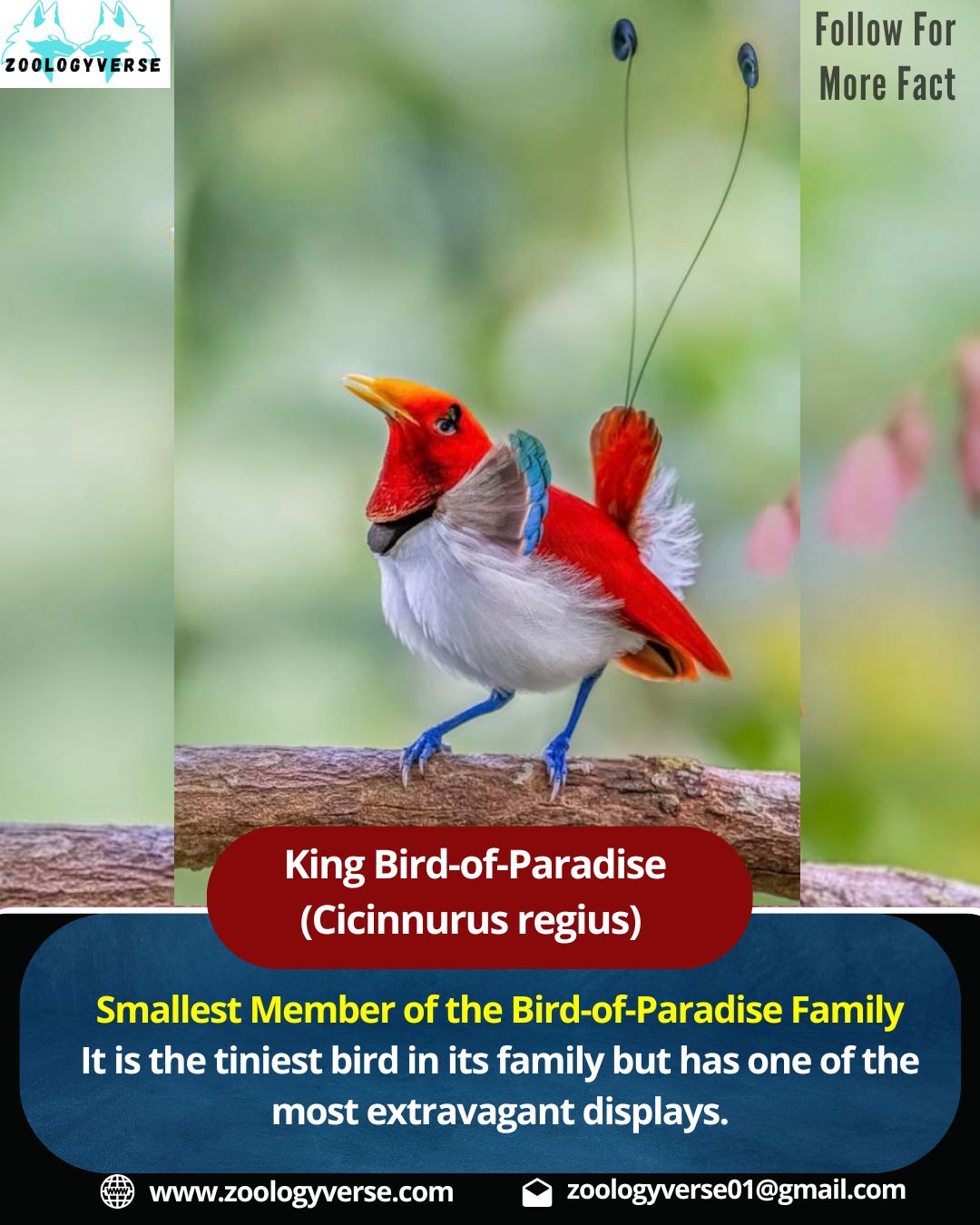 King Bird-of-Paradise (Cicinnurus regius) | Zoologyverse