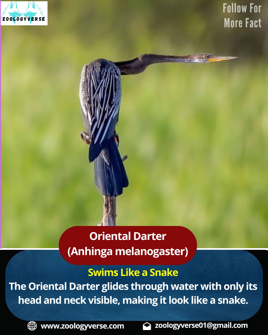 Oriental Darter (Anhinga melanogaster) | Snakebird | Zoologyverse