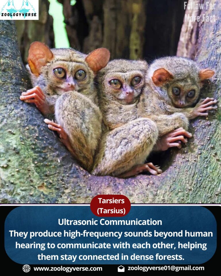 Tarsiers : Facts| Habitat| Diet | Zoologyverse