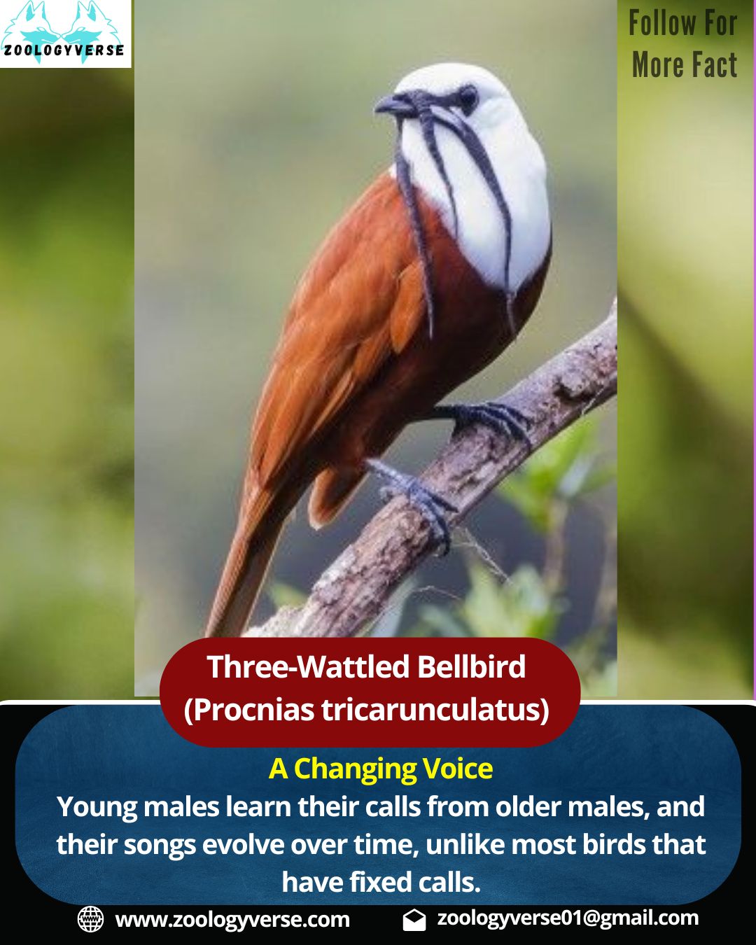 Three-Wattled Bellbird (Procnias tricarunculatus) | Zoologyverse