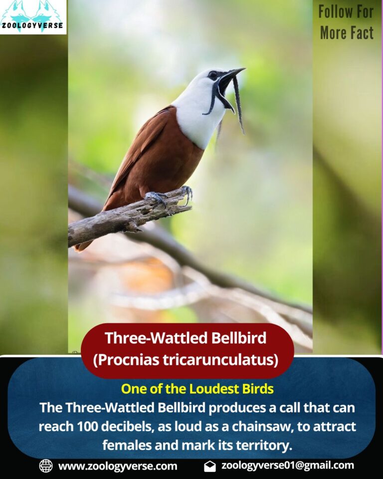 Three-Wattled Bellbird (Procnias tricarunculatus) | Zoologyverse