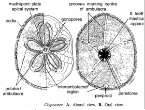 Clypeaster | Zoologyverse