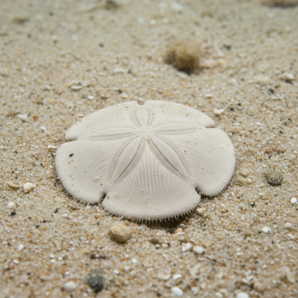 Echinarachnius (Sand dollar) | Zoologyverse