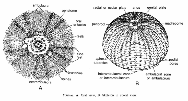 Echinus (Sea urchins) | Zoologyverse