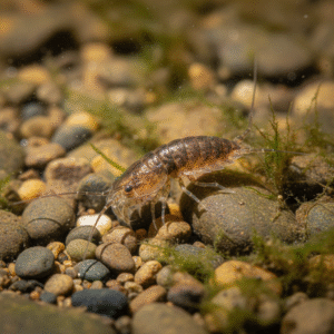 Gammarus (Scuds) | Zoologyverse