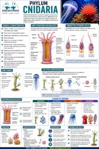 PHYLUM COELENTERATA (CNIDARIA) | Zoologyverse