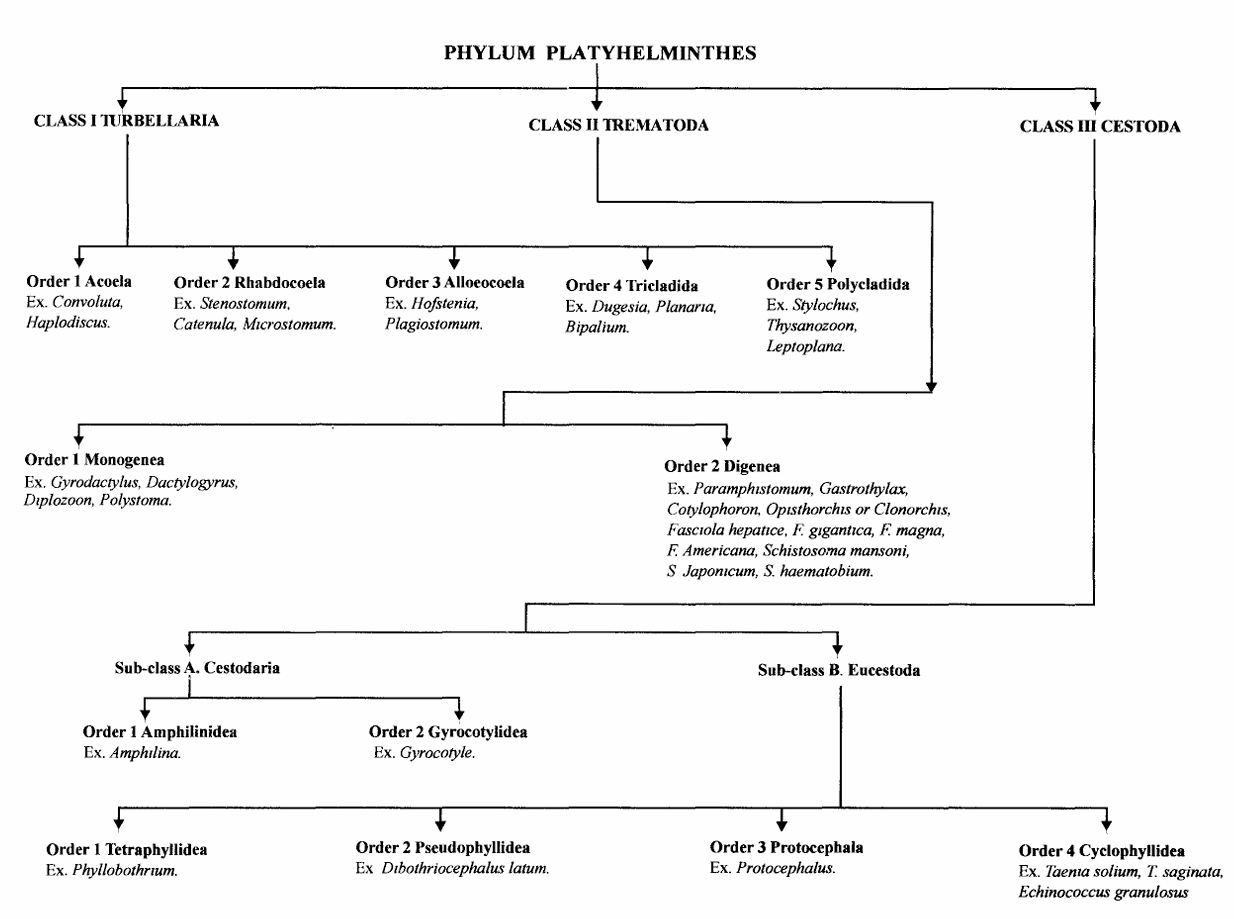 Platyhelminthes (Flatworms) | Zoologyverse | 2025