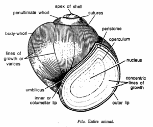 Pila globosa (Apple Snail) | Zoologyverse