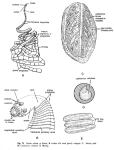Taenia solium (Pork Tapeworm) | Zoologyverse