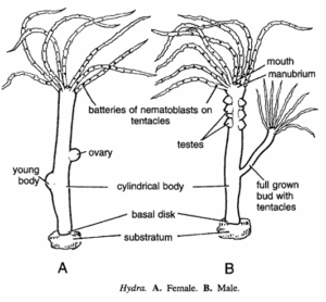 Hydra | Zoologyverse