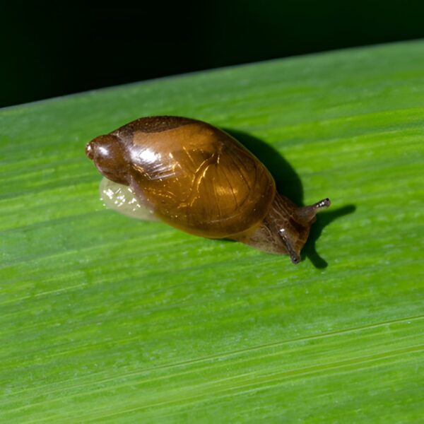 Lymnaea (Pond snail) | Zoologyverse | 2025