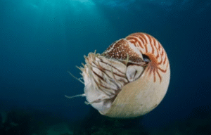 Nautilus: A Living Fossil of the Deep | Zoologyverse