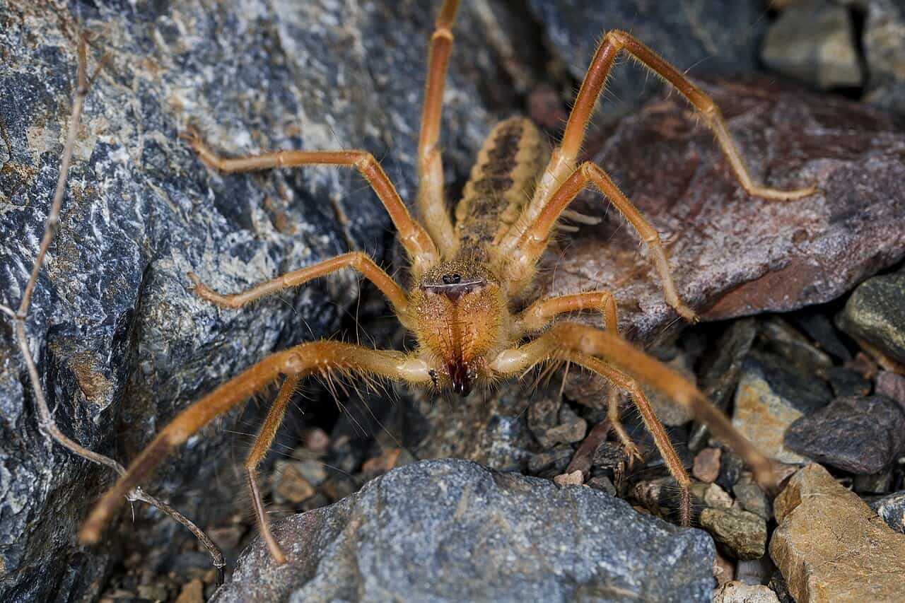 Galeodes | Zoologyverse