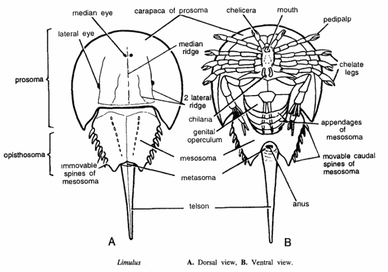 Limulus (Horseshoe crab) | Zoologyverse