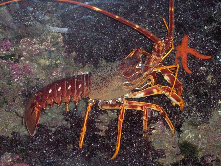 Palinurus (crustacean) | Zoologyverse