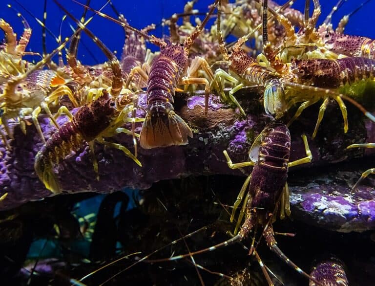 Palinurus (crustacean) | Zoologyverse