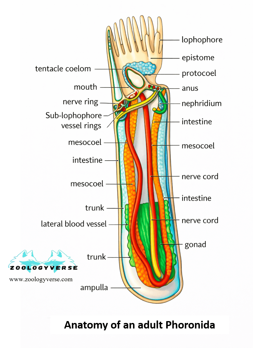 PHORONIDA - STRUCTURE, AFFINITY AND LIFE HISTORY | Zoologyverse
