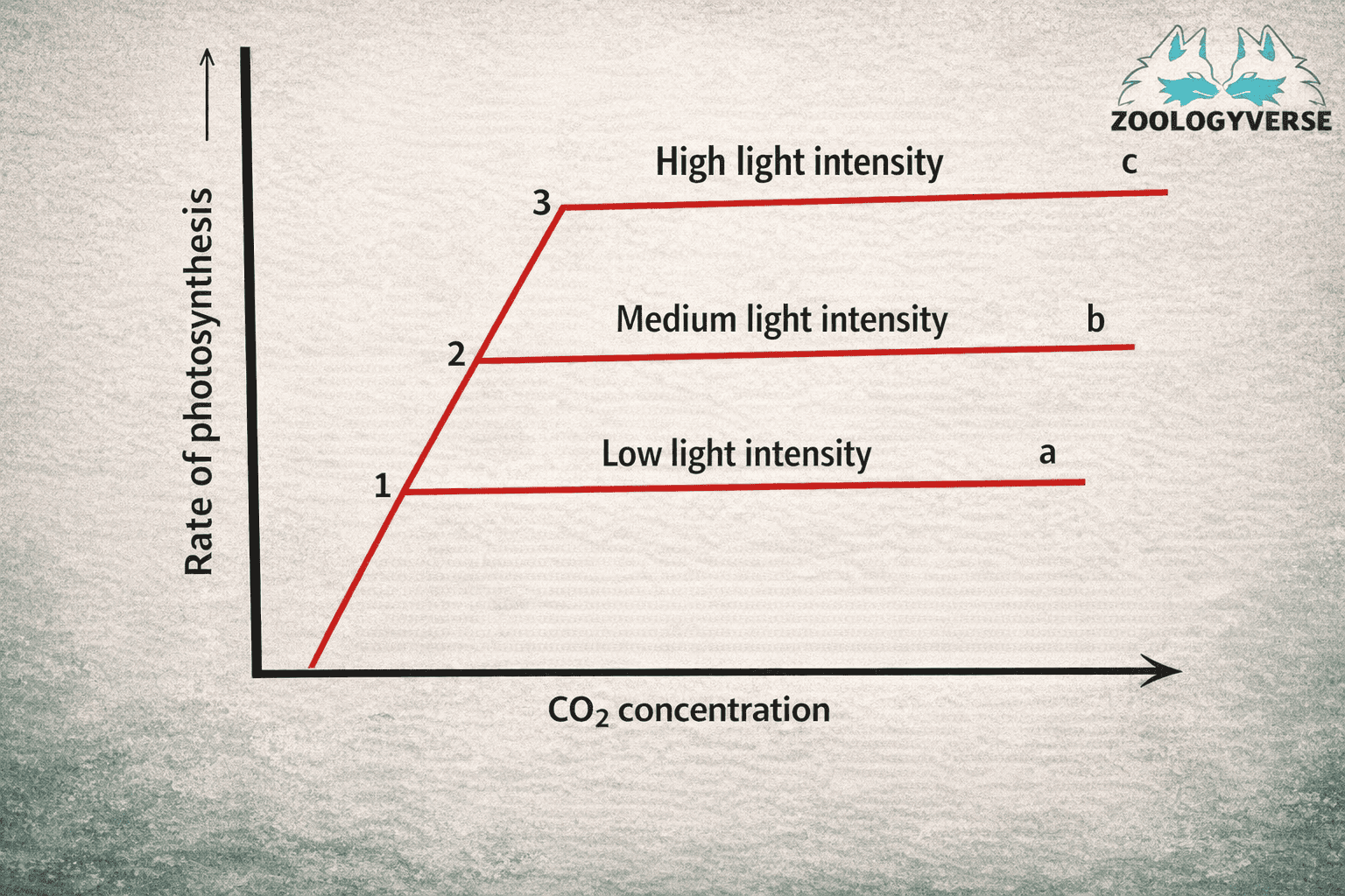 Environmental Limiting Factors | Zoologyverse