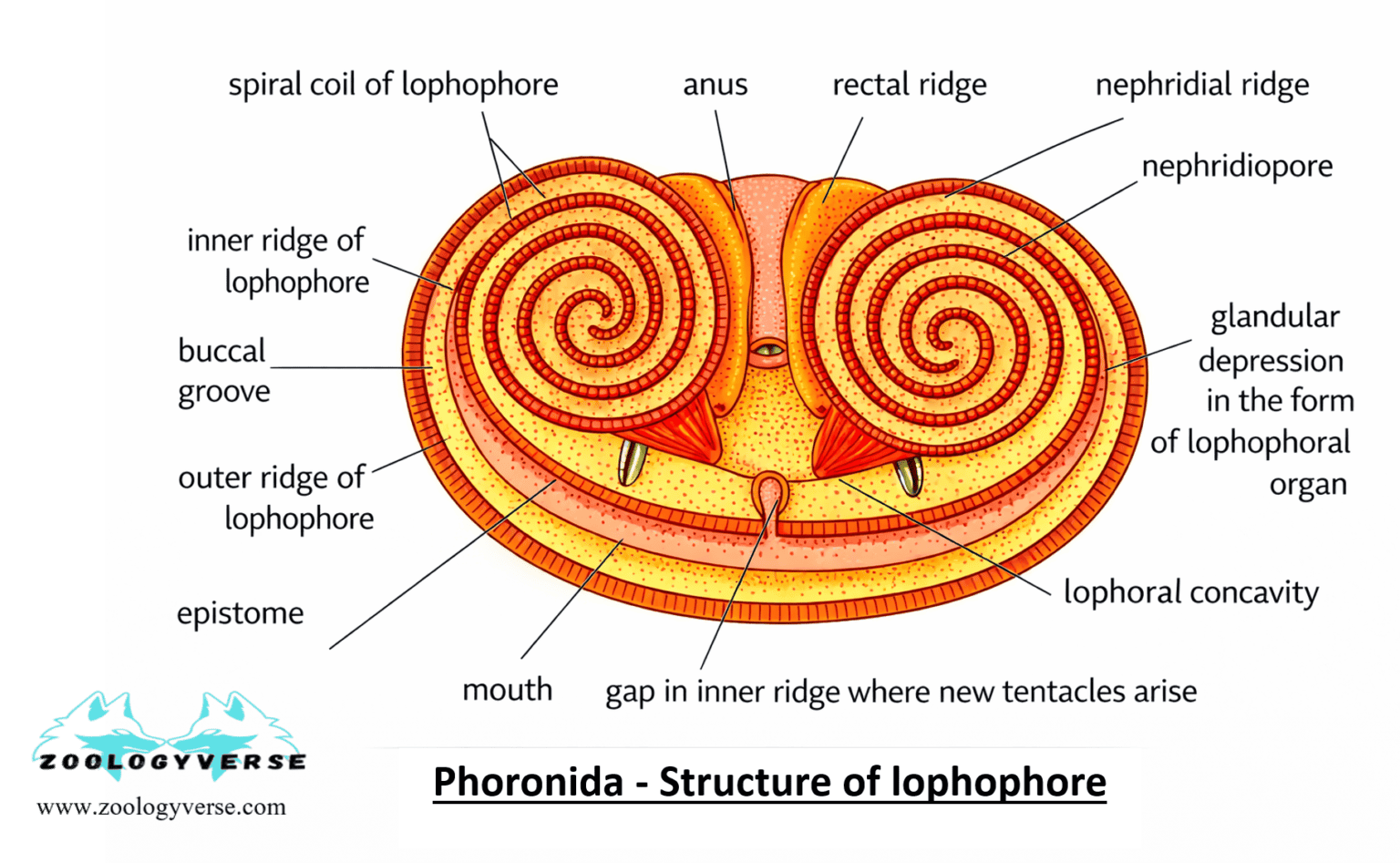 PHORONIDA - STRUCTURE, AFFINITY AND LIFE HISTORY | Zoologyverse