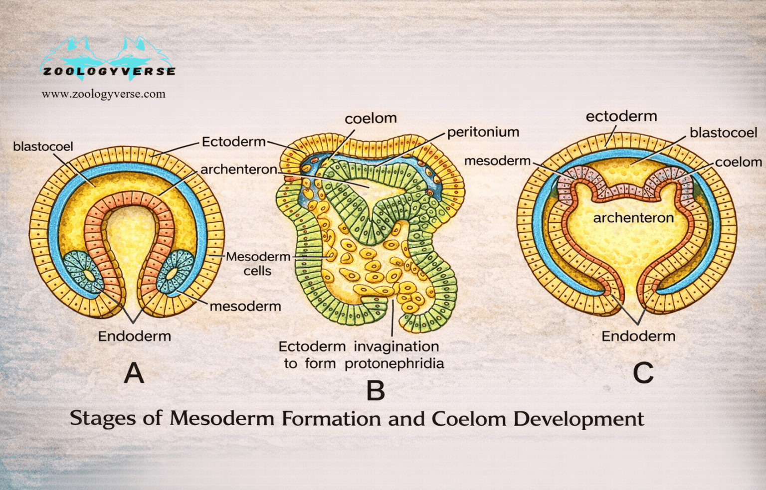ORGANIZATION OF COELOM | Zoologyverse