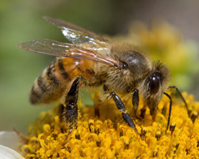 Apis indica (Honey Bee) | Zoologyverse