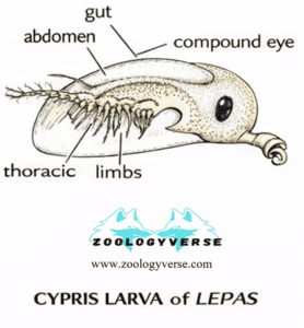 Larval Forms of Crustaceans | Zoologyverse
