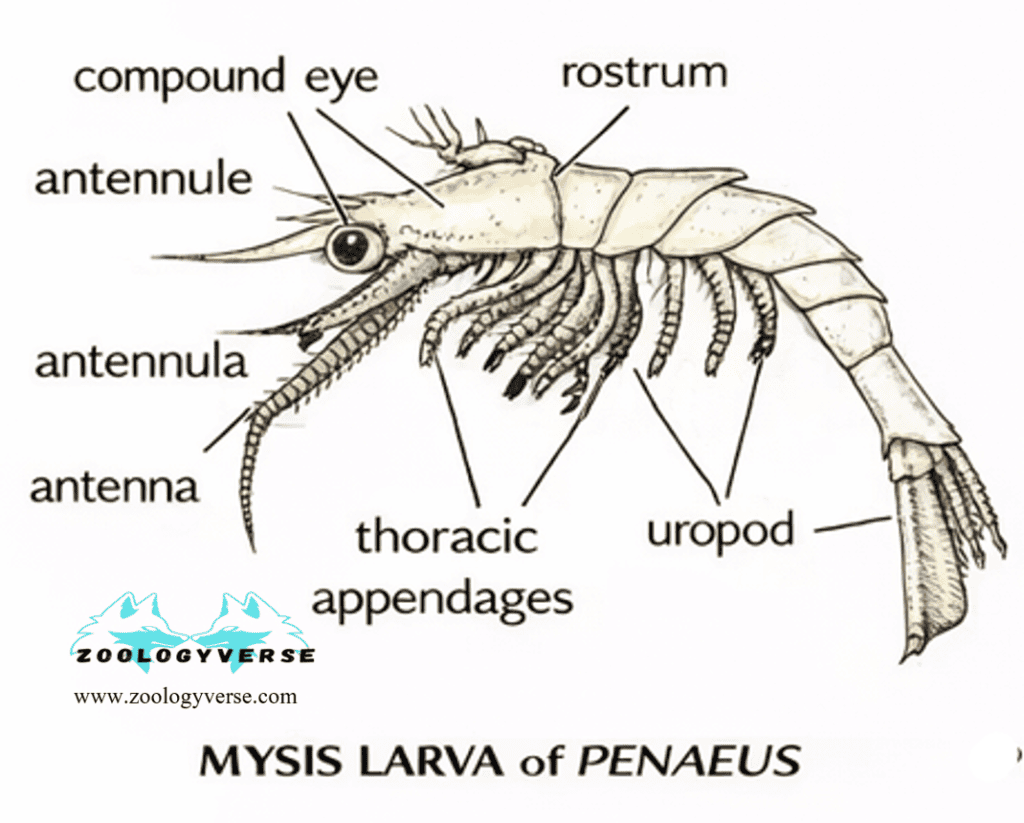 Larval Forms of Crustaceans | Zoologyverse