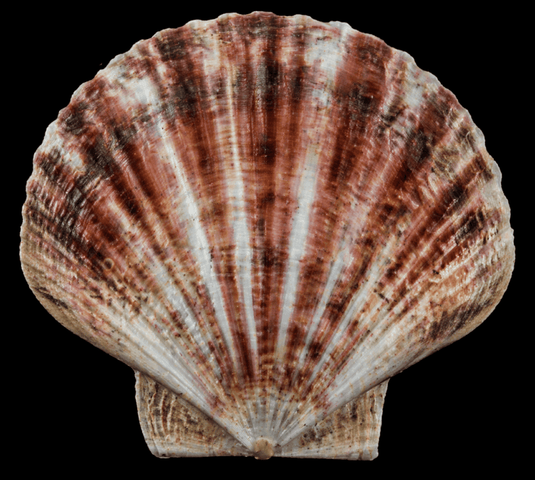 Pecten | Zoologyverse