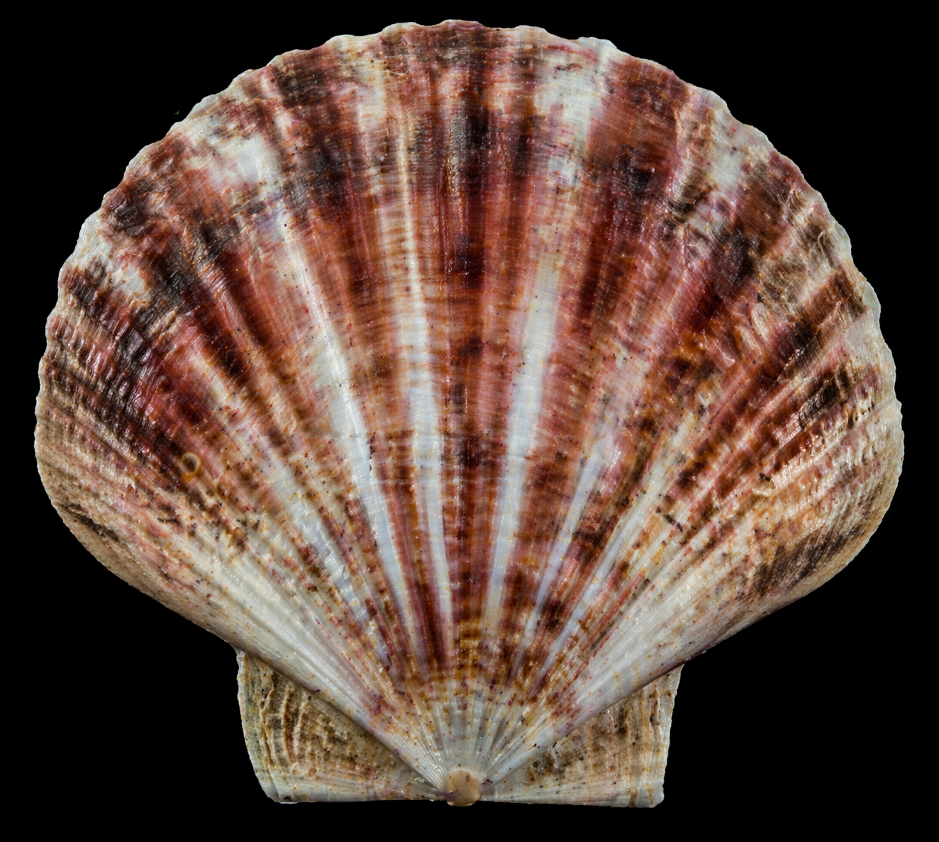 Pecten | Zoologyverse