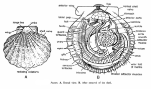 Pecten | Zoologyverse