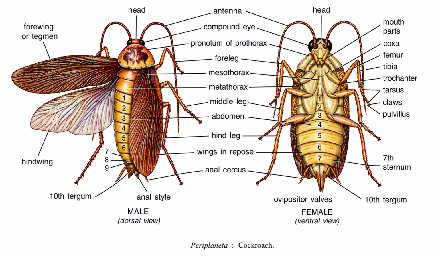 Periplaneta americana (Cockroach) | Zoologyverse