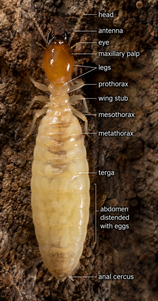Termites | Zoologyverse