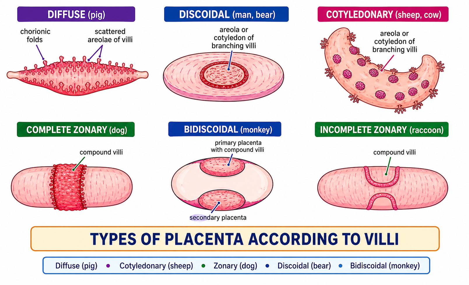 Placenta in Mammals (Placentation) | Zoologyverse