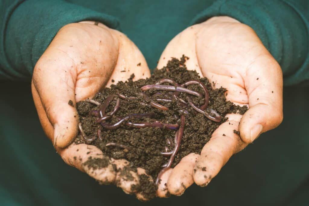 Pheretima (Earthworm) | Zoologyverse