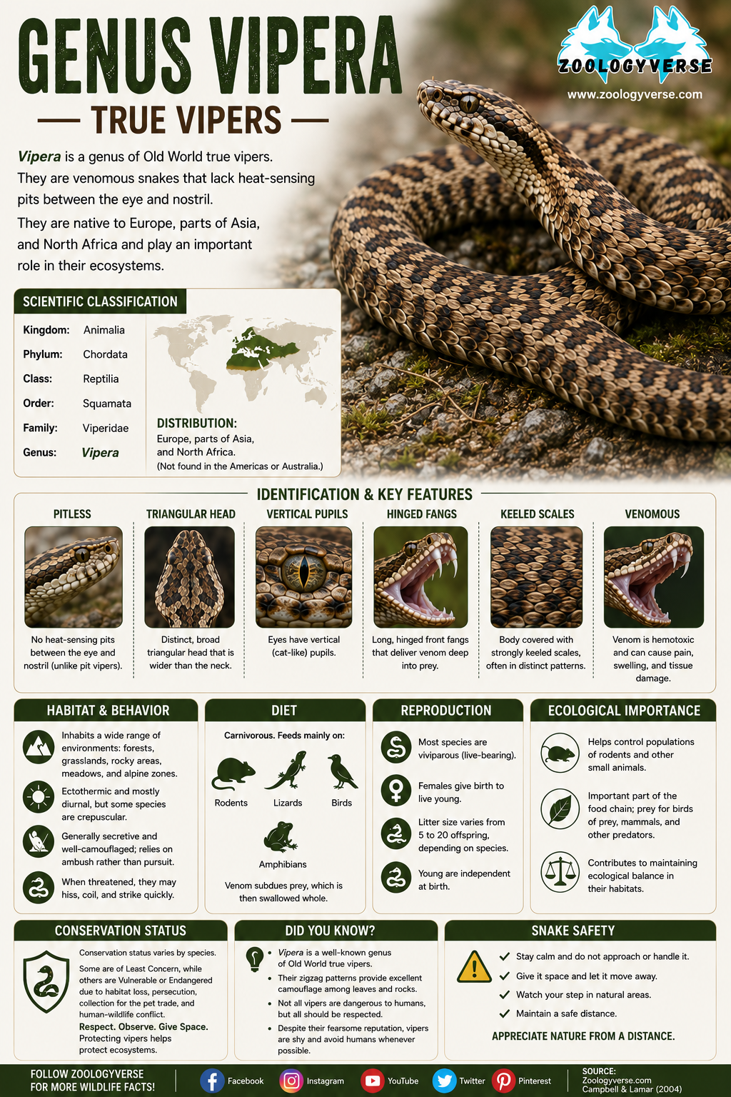 VIPERA (PITLESS VIPER) | Zoologyverse